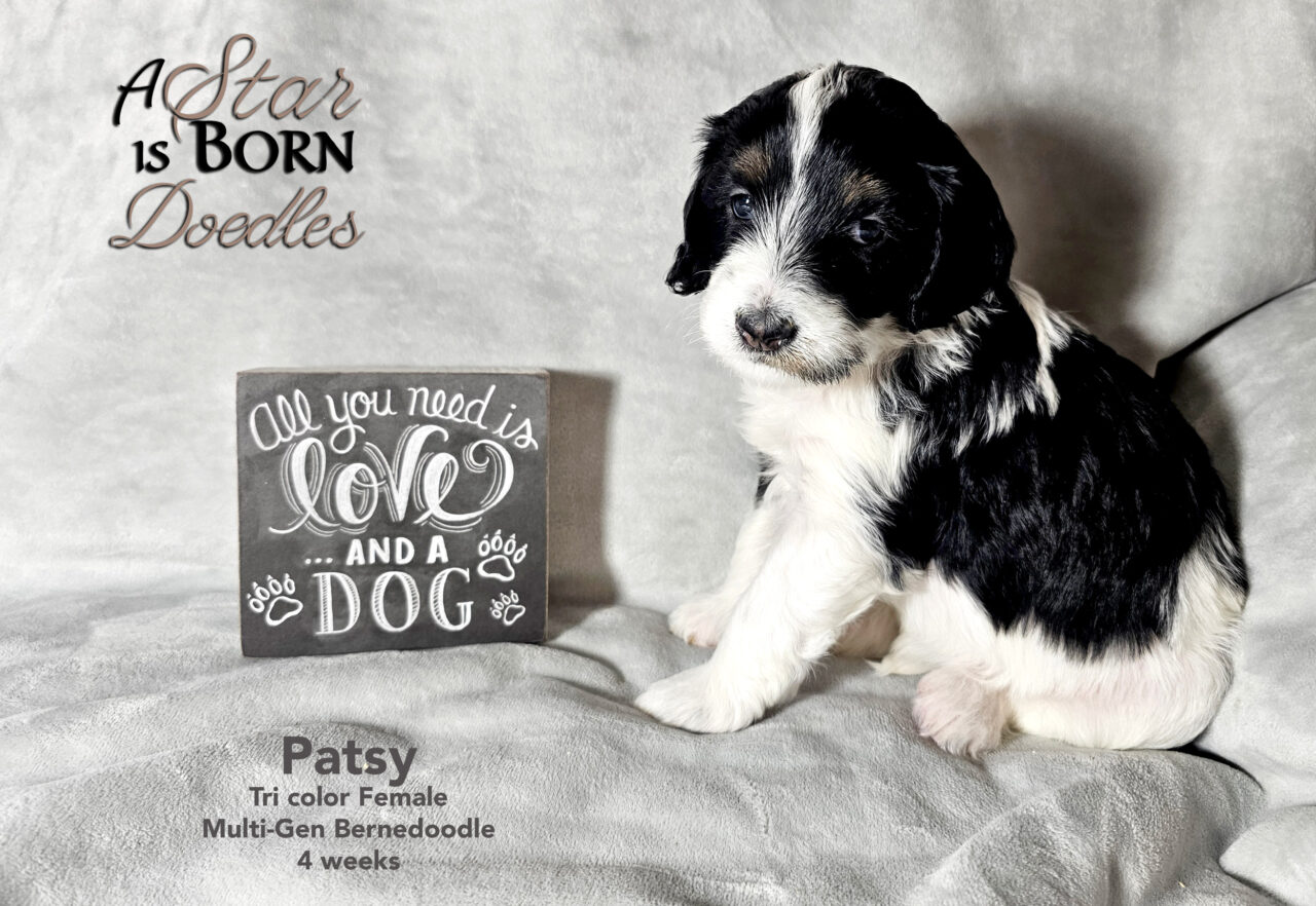 Quinn’s Litter 2024 | A Star Is Born Doodles