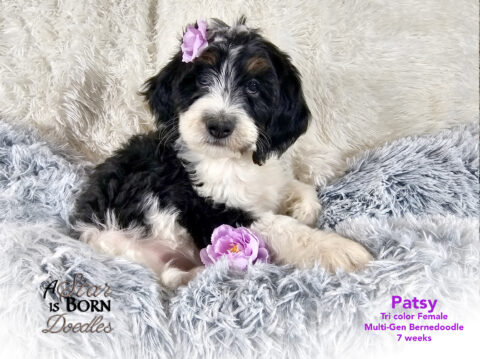 Quinn’s Litter 2024 | A Star Is Born Doodles